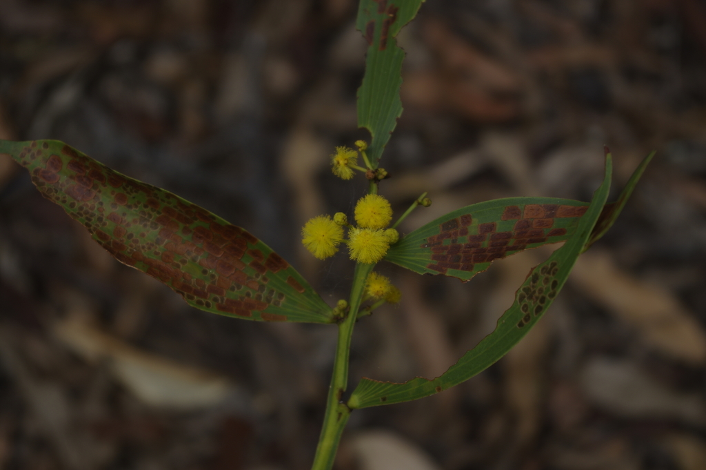 flat-stemmed wattle from Maryborough QLD 4650, Australia on February 22 ...