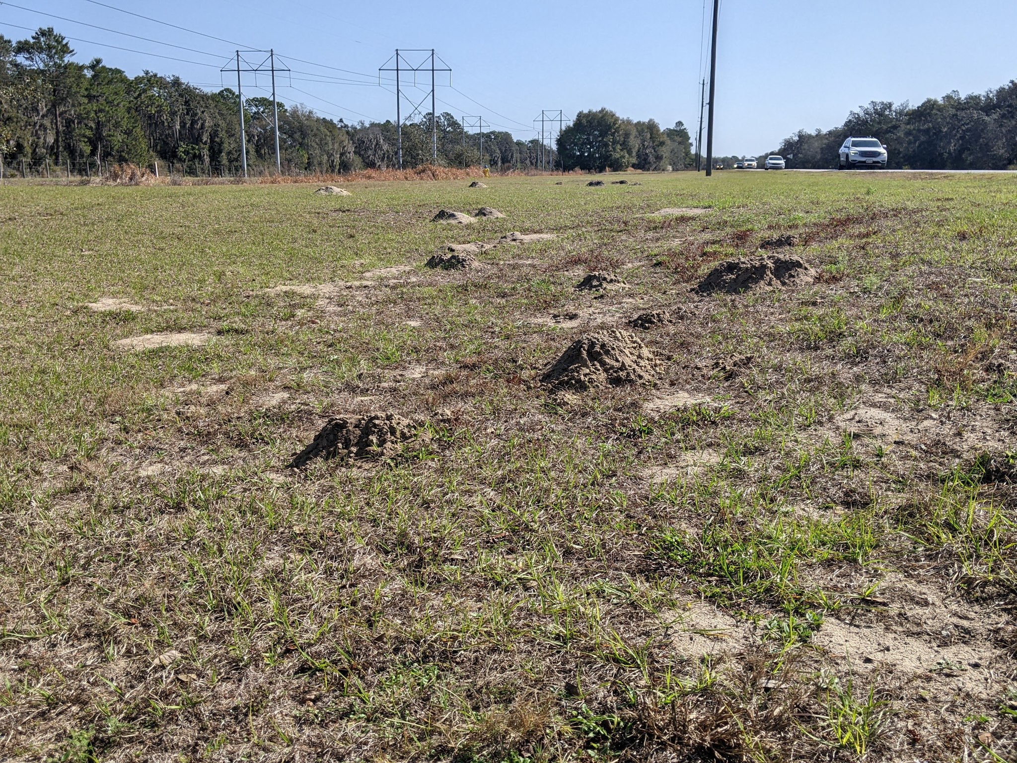 Geomys pinetis Rafinesque, 1817