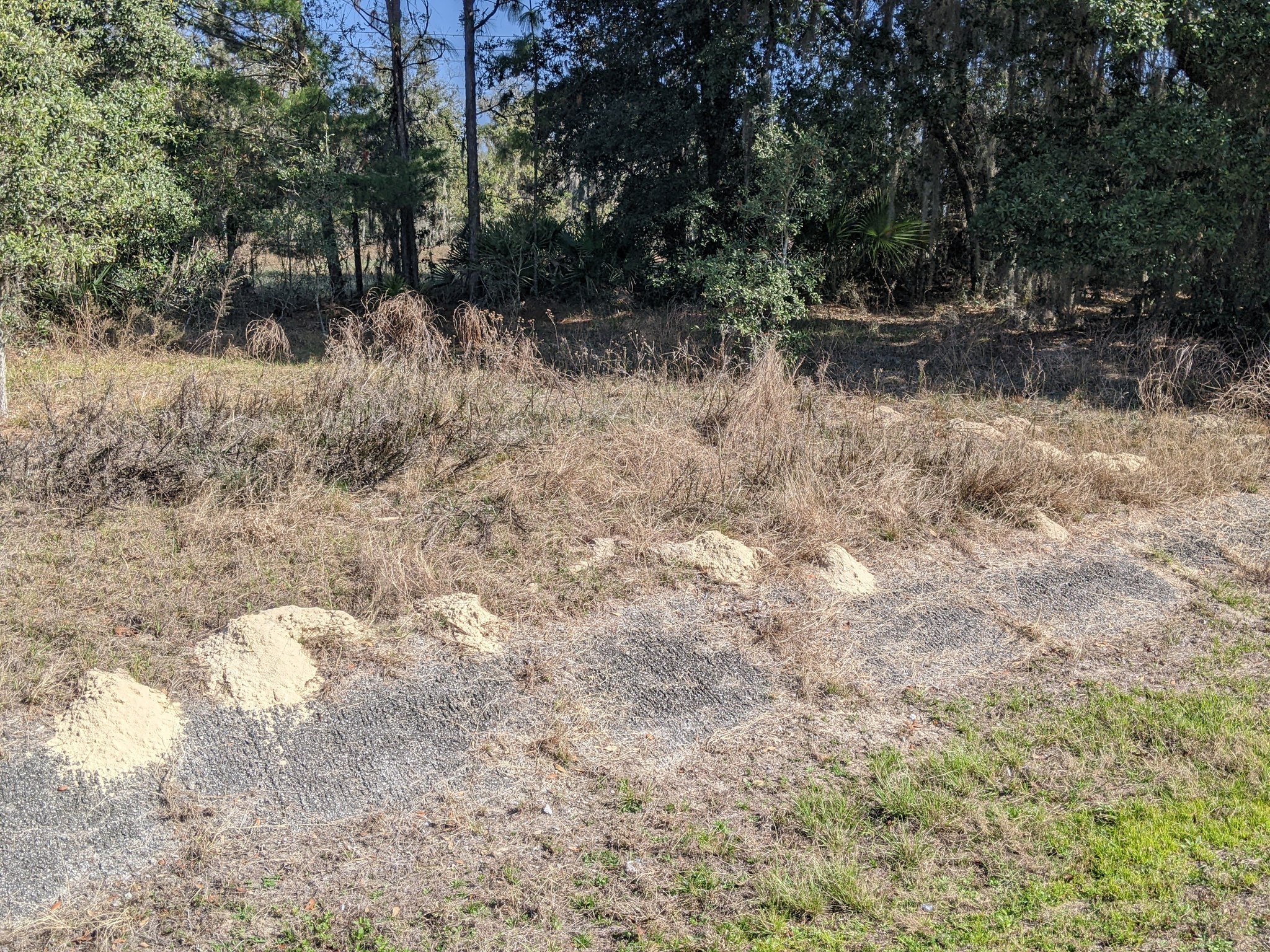 Geomys pinetis Rafinesque, 1817