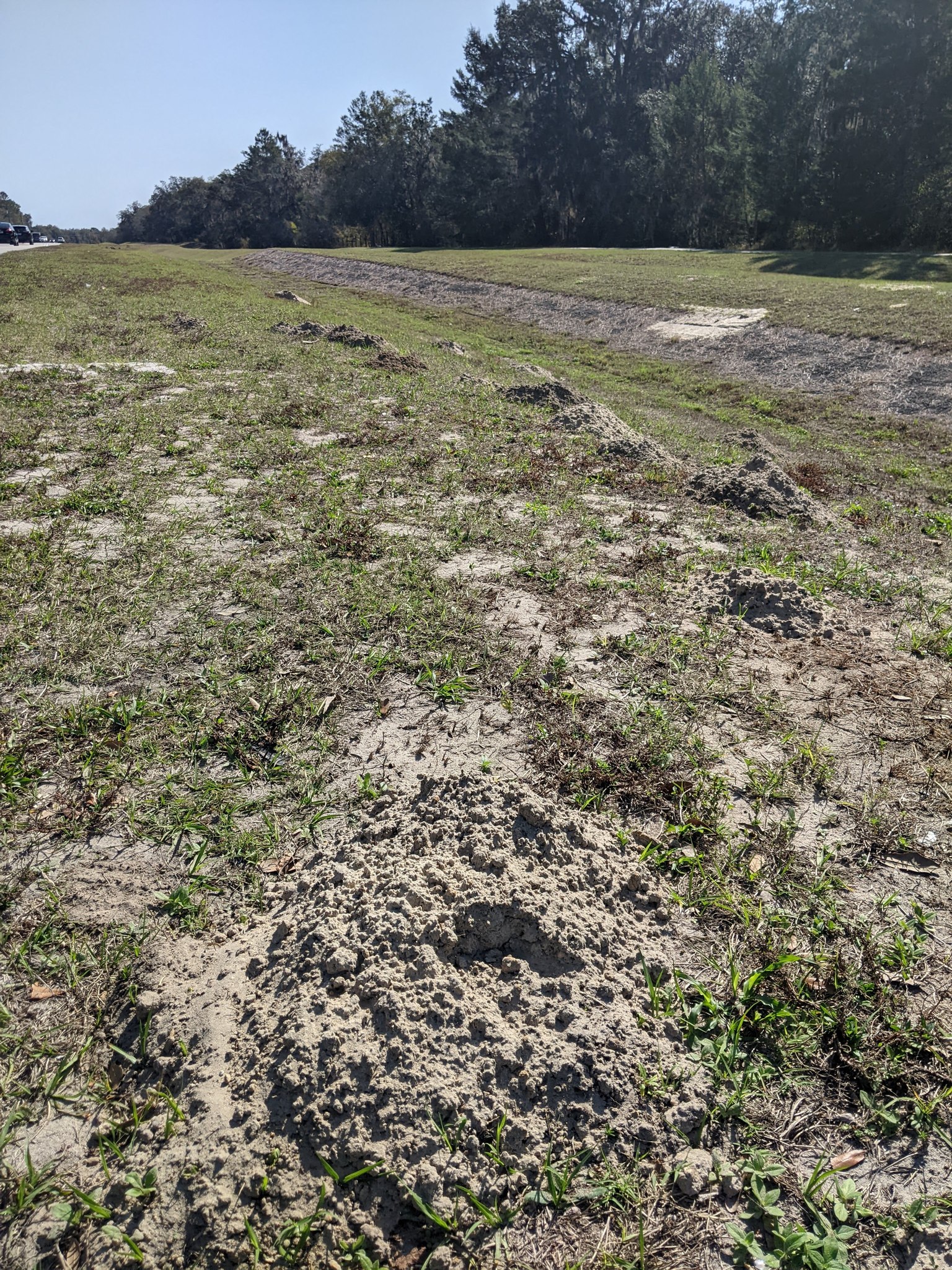 Geomys pinetis Rafinesque, 1817