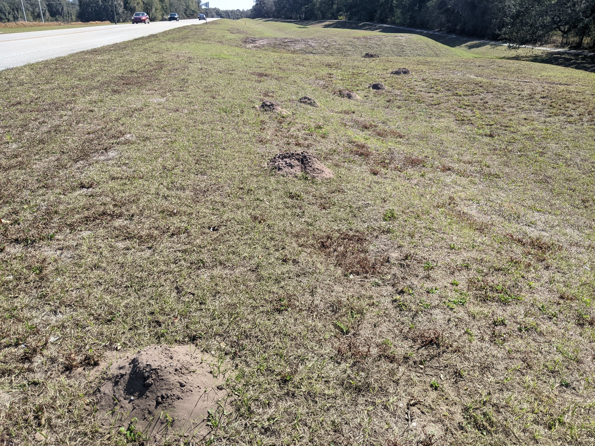 Geomys pinetis Rafinesque, 1817