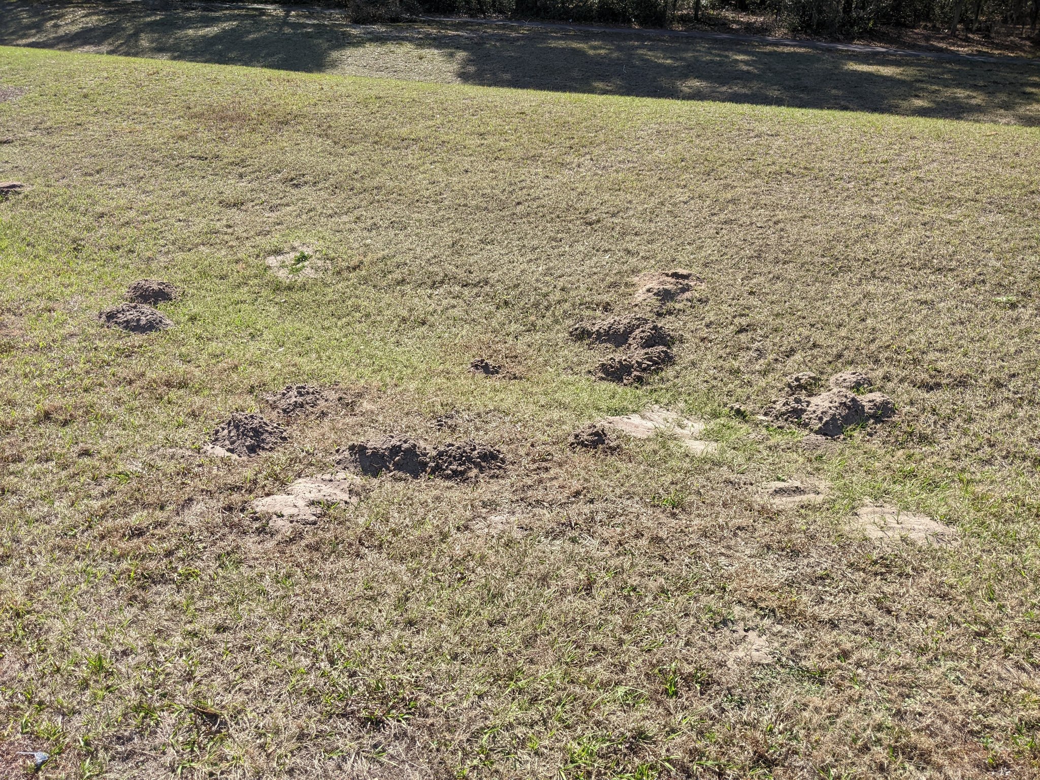 Geomys pinetis Rafinesque, 1817