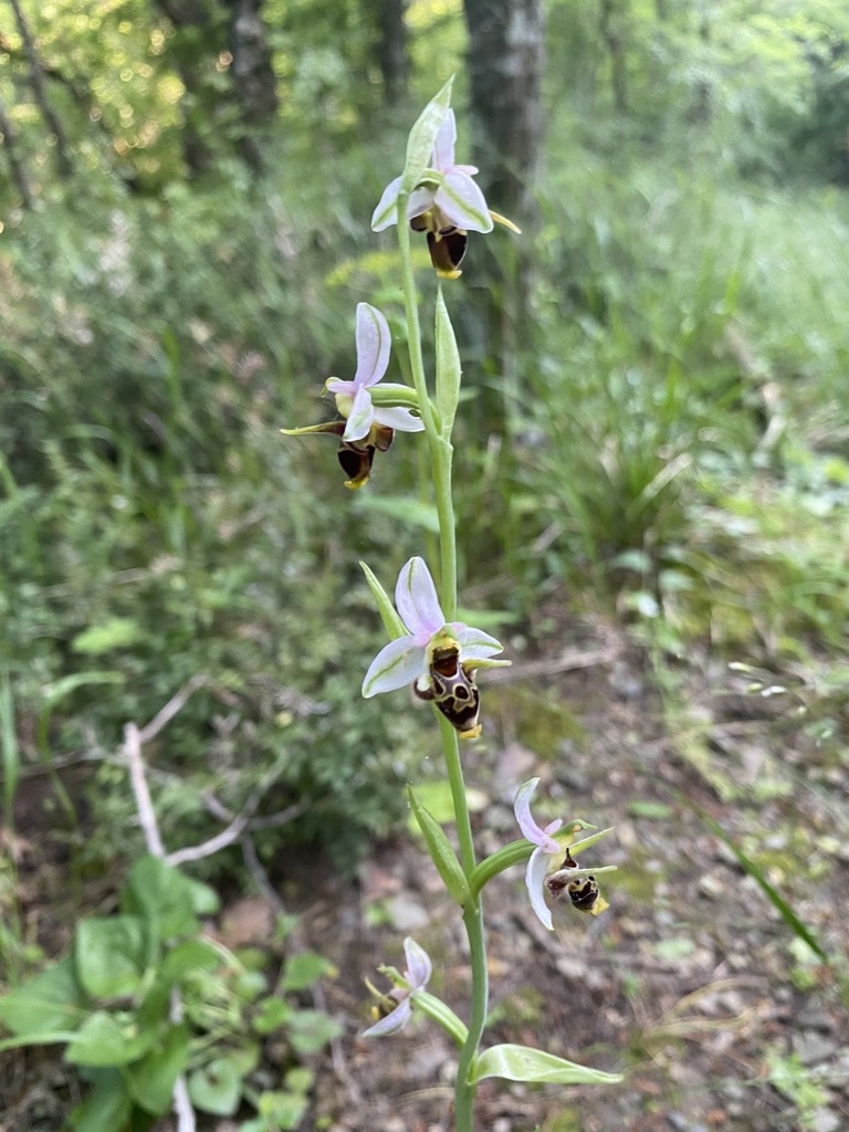 Horned Orchid from г. Новороссийск, Краснодарский край, Россия on May ...