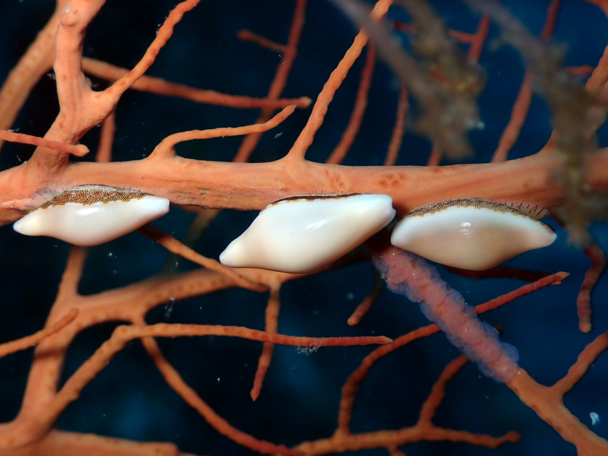 Simnia spelta (Linnaeus, 1758)