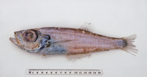 Deep-sea Scalyfins (Bathyclupeidae)