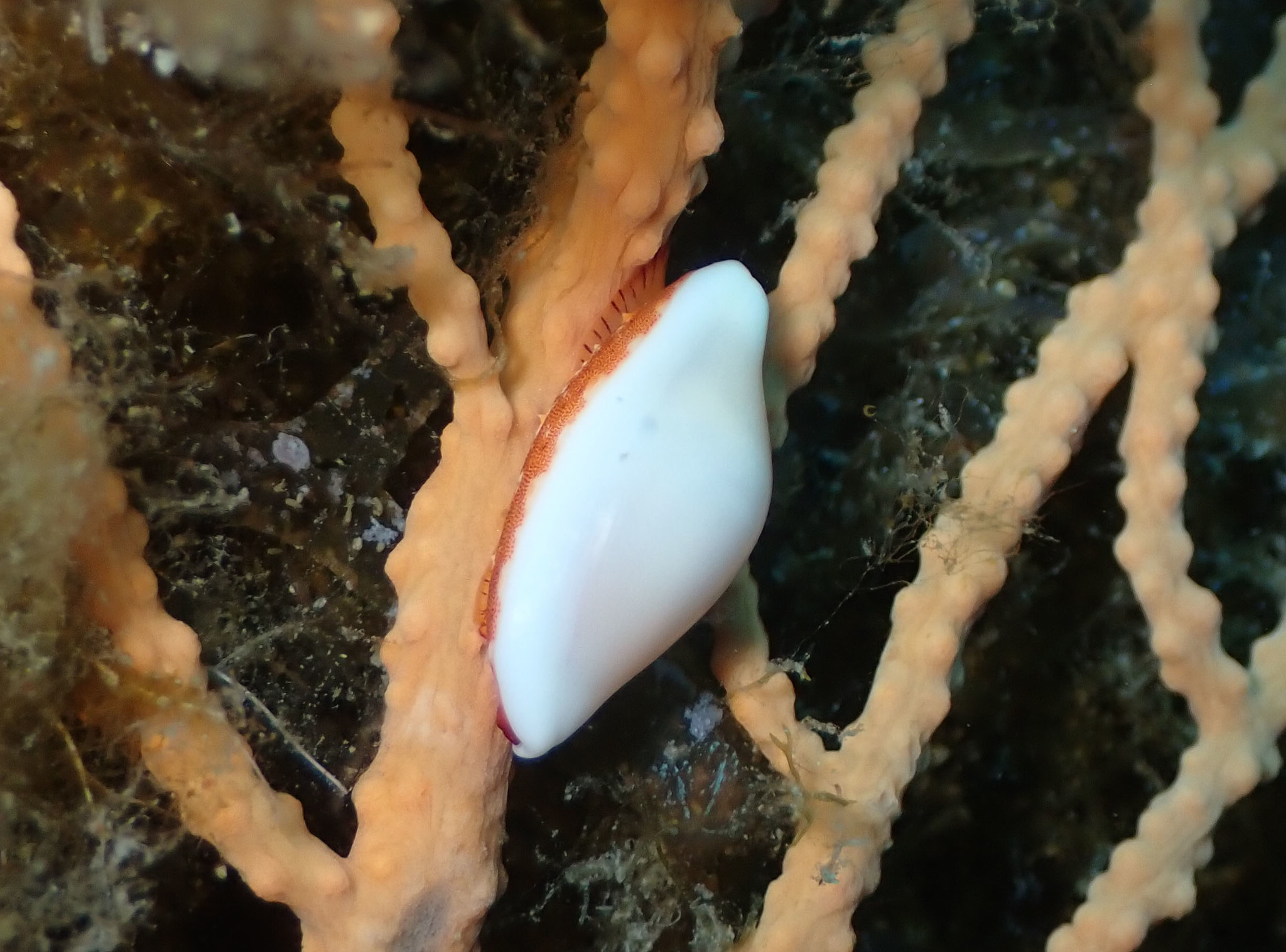 Simnia spelta (Linnaeus, 1758)