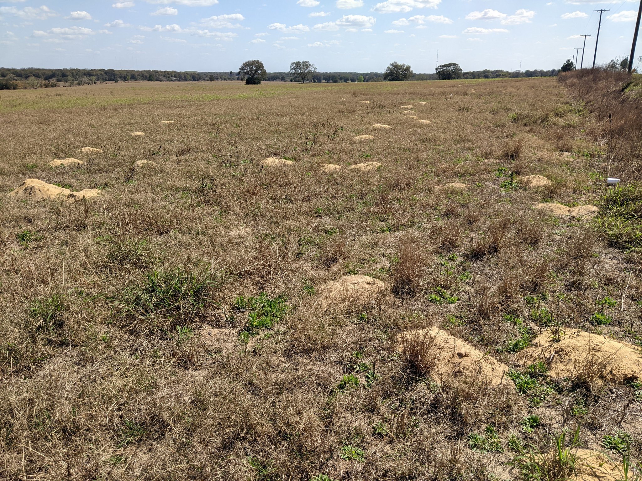 Geomys pinetis Rafinesque, 1817