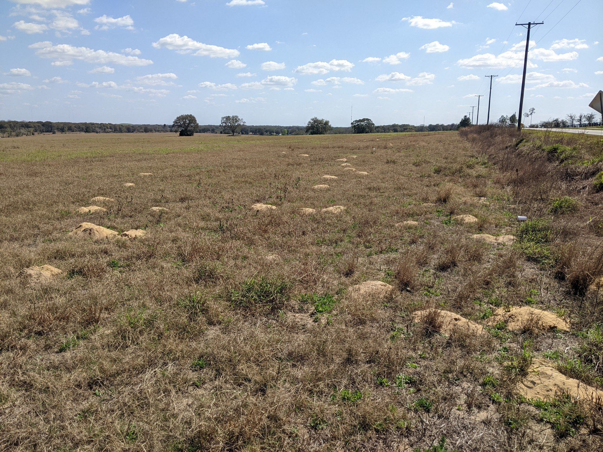 Geomys pinetis Rafinesque, 1817