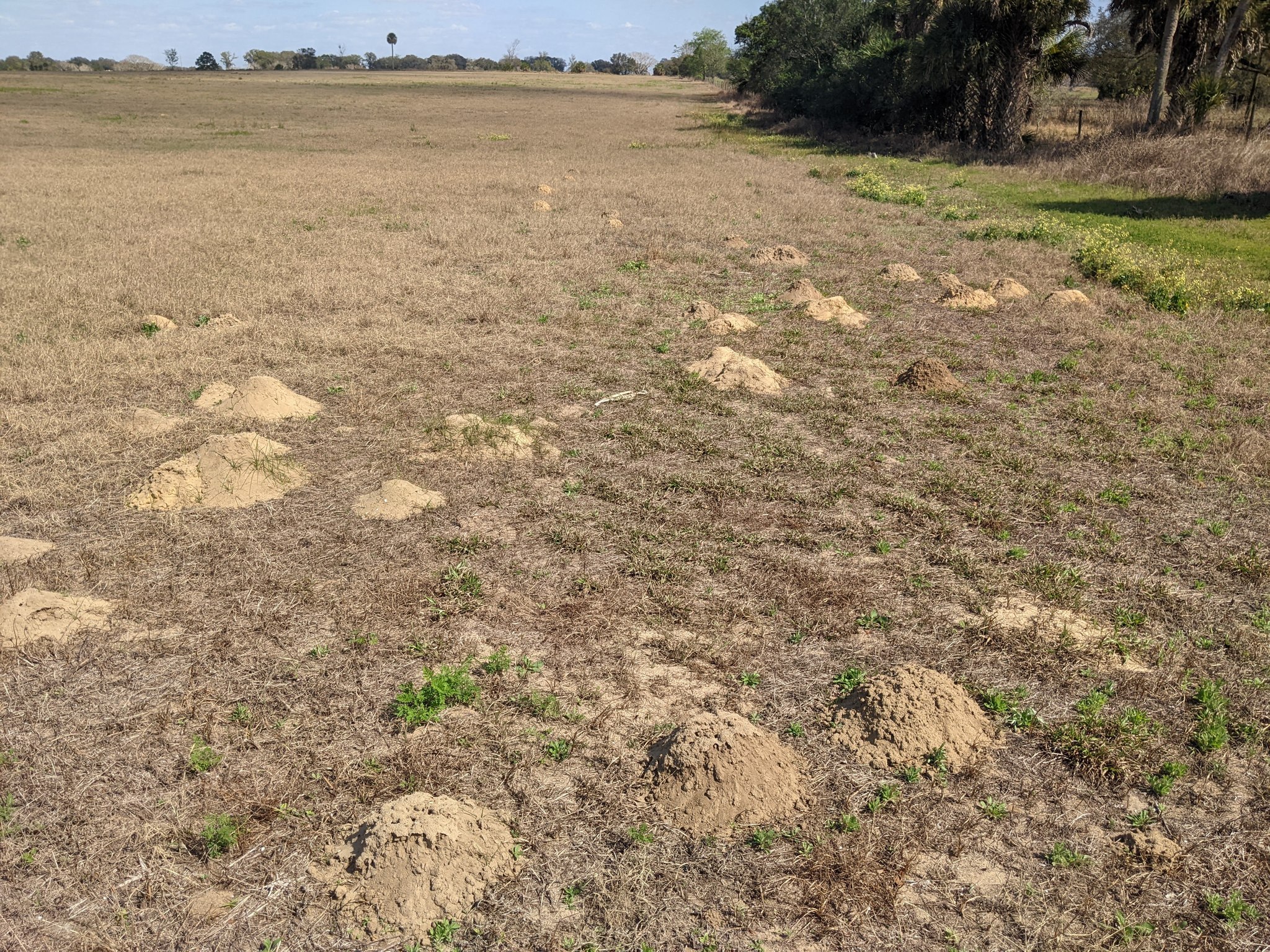 Geomys pinetis Rafinesque, 1817