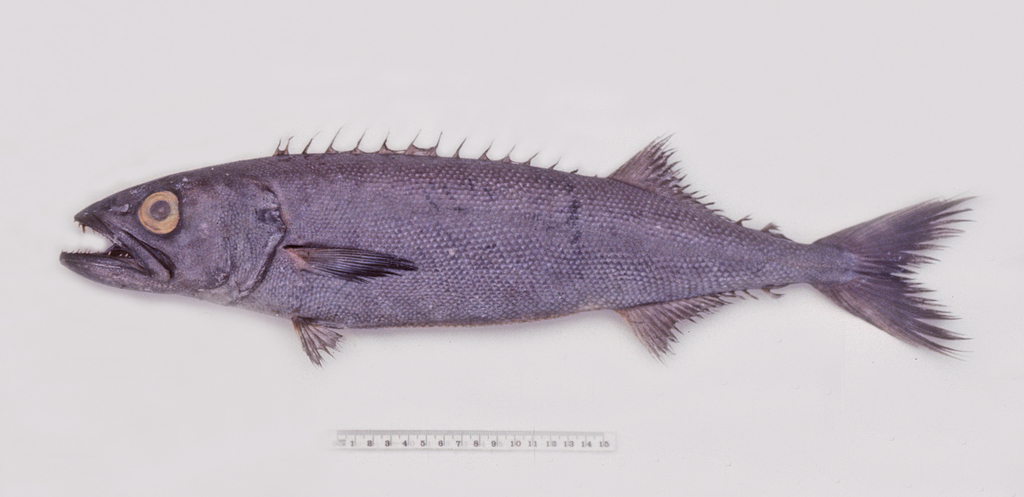 Oilfish (Ruvettus pretiosus) - Marine Life Identification
