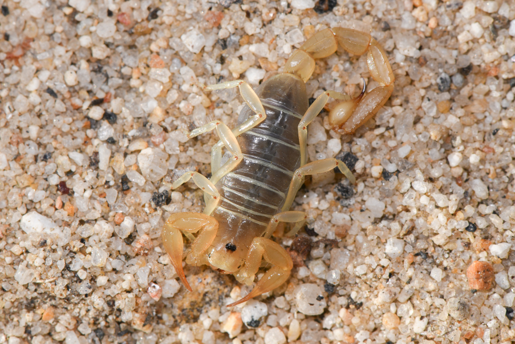 Borrego Sand Scorpion from San Diego County, US-CA, US on February 19 ...