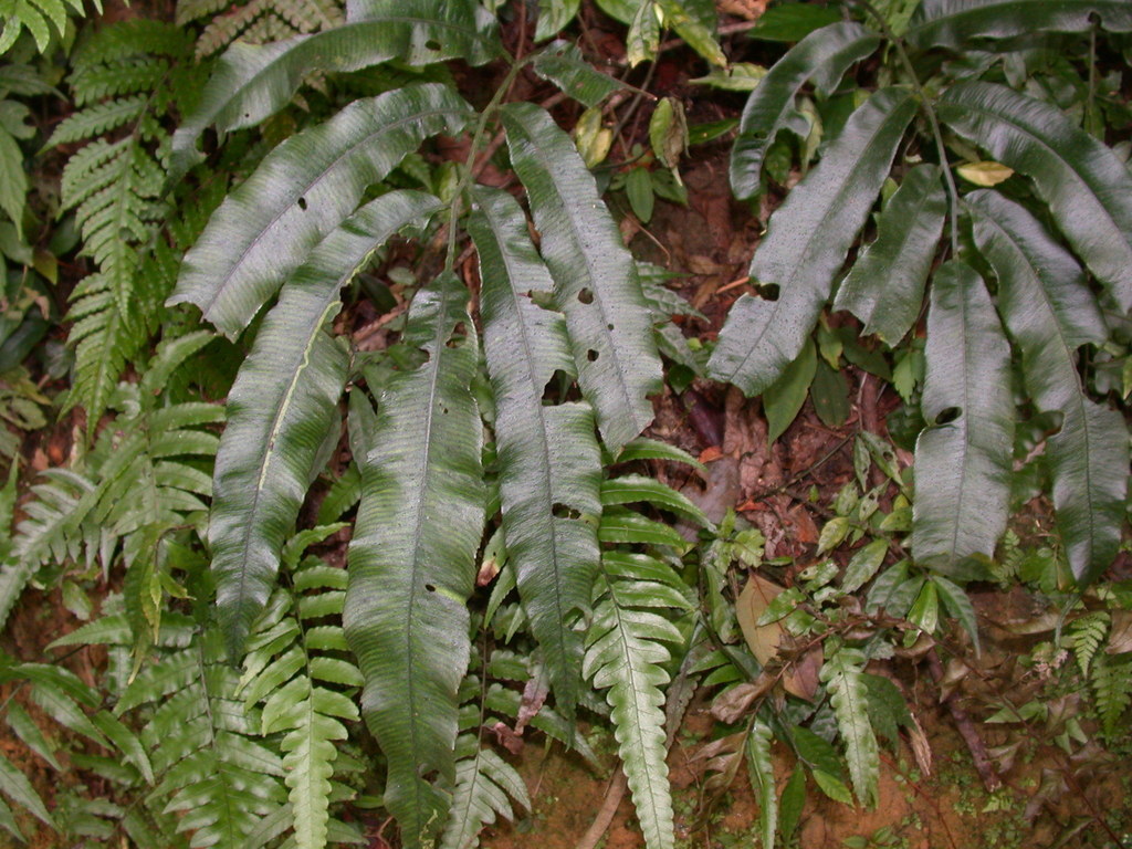 Angiopteris itoi from 台灣新北市 on January 03, 2004 at 03:39 PM by ...