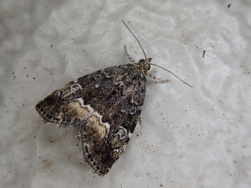 Sugia stygia · iNaturalist