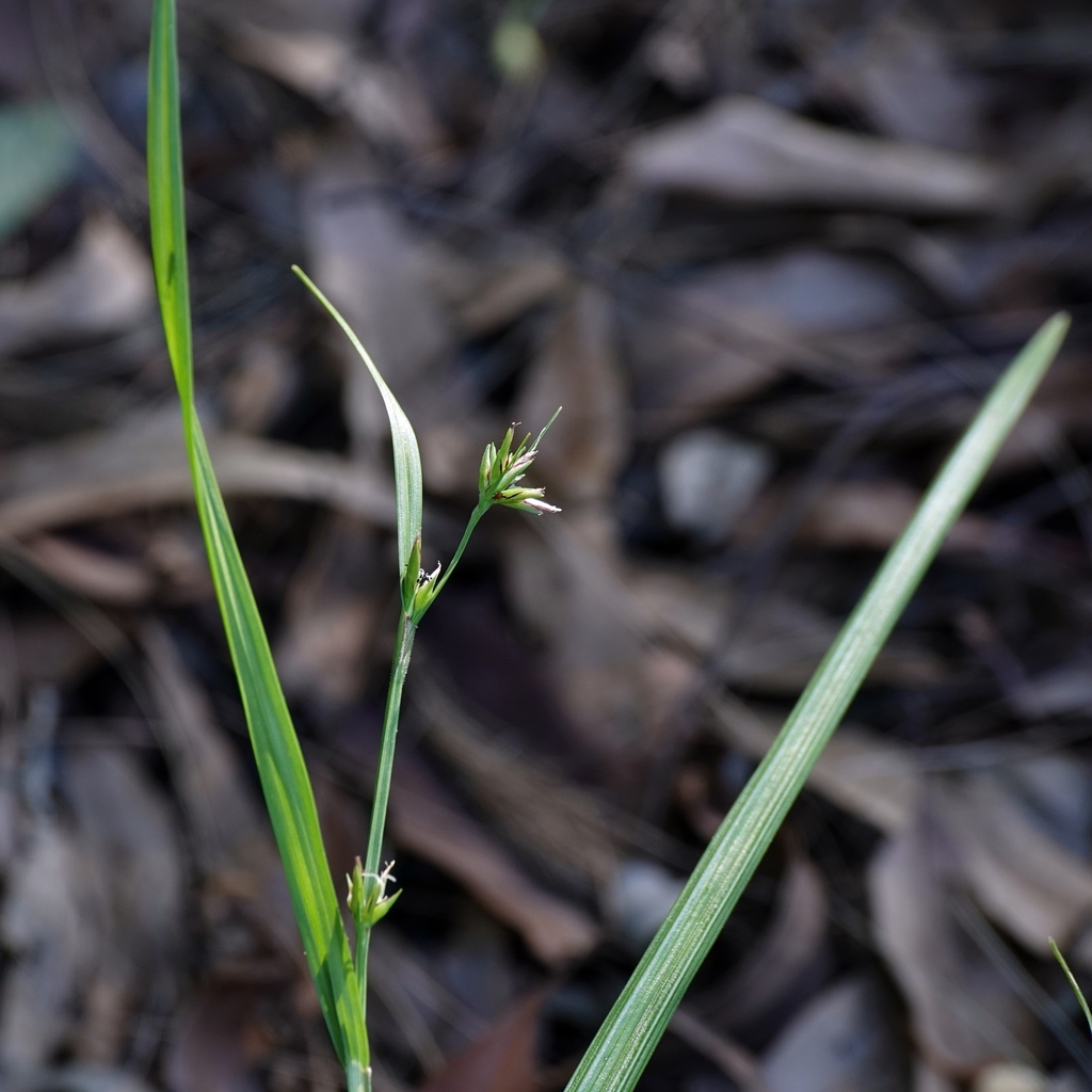 tufted scleria sedge (Logan RE 12.5.9a Flora) · iNaturalist