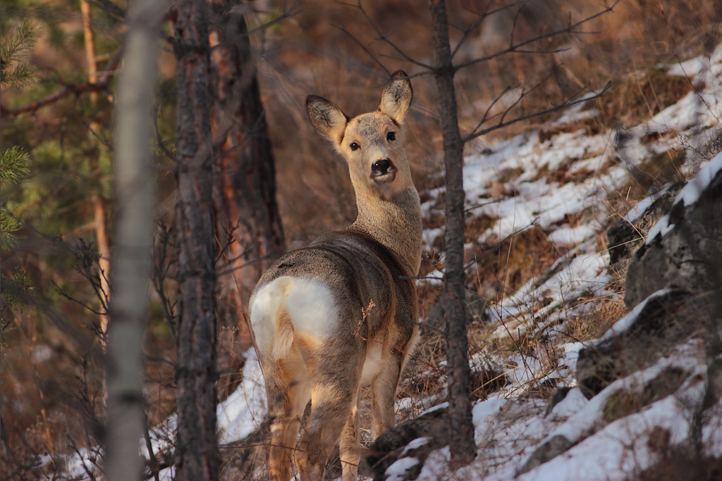 Eastern Roe Deer from Краснощековский р-н, Алтайский край, Россия on ...