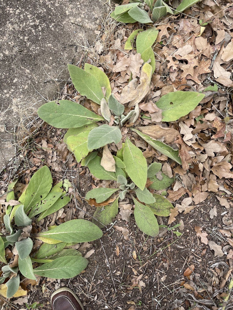 great mullein from Lomita Verde Cir, Austin, TX, US on February 21 ...