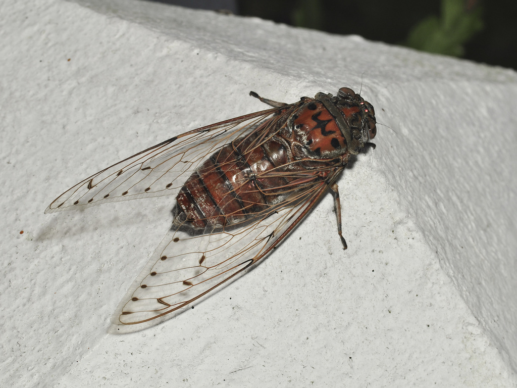 Empress Cicada from Telecom Loop, Fraser's Hill, Malaysia on October 8 ...