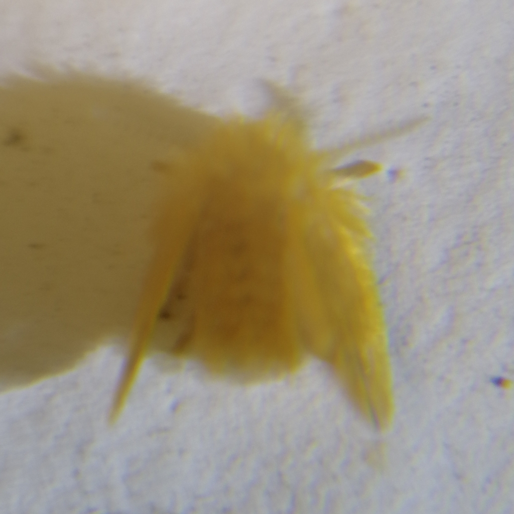 Moth Flies and Sand Flies from San Juan, Bolivia on February 20, 2022 ...