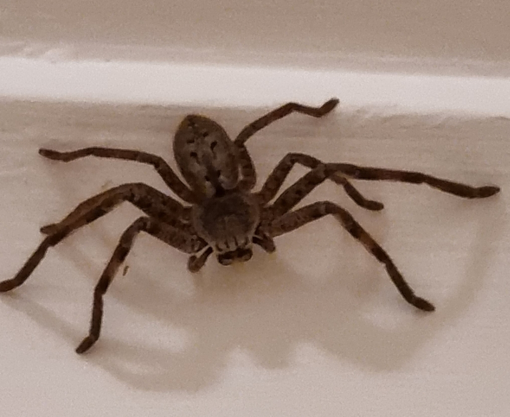 Mountain Huntsman from Upwey VIC 3158, Australia on February 22, 2022 ...