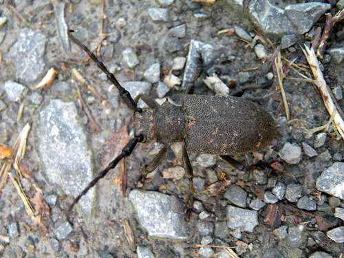 Genus Lamia · iNaturalist