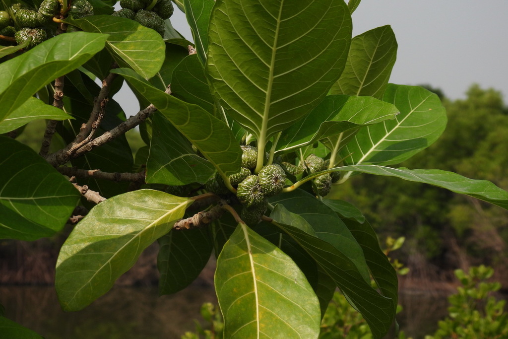 hauli tree from 台灣屏東縣 on November 09, 2021 at 10:49 AM by Chen Shu ...
