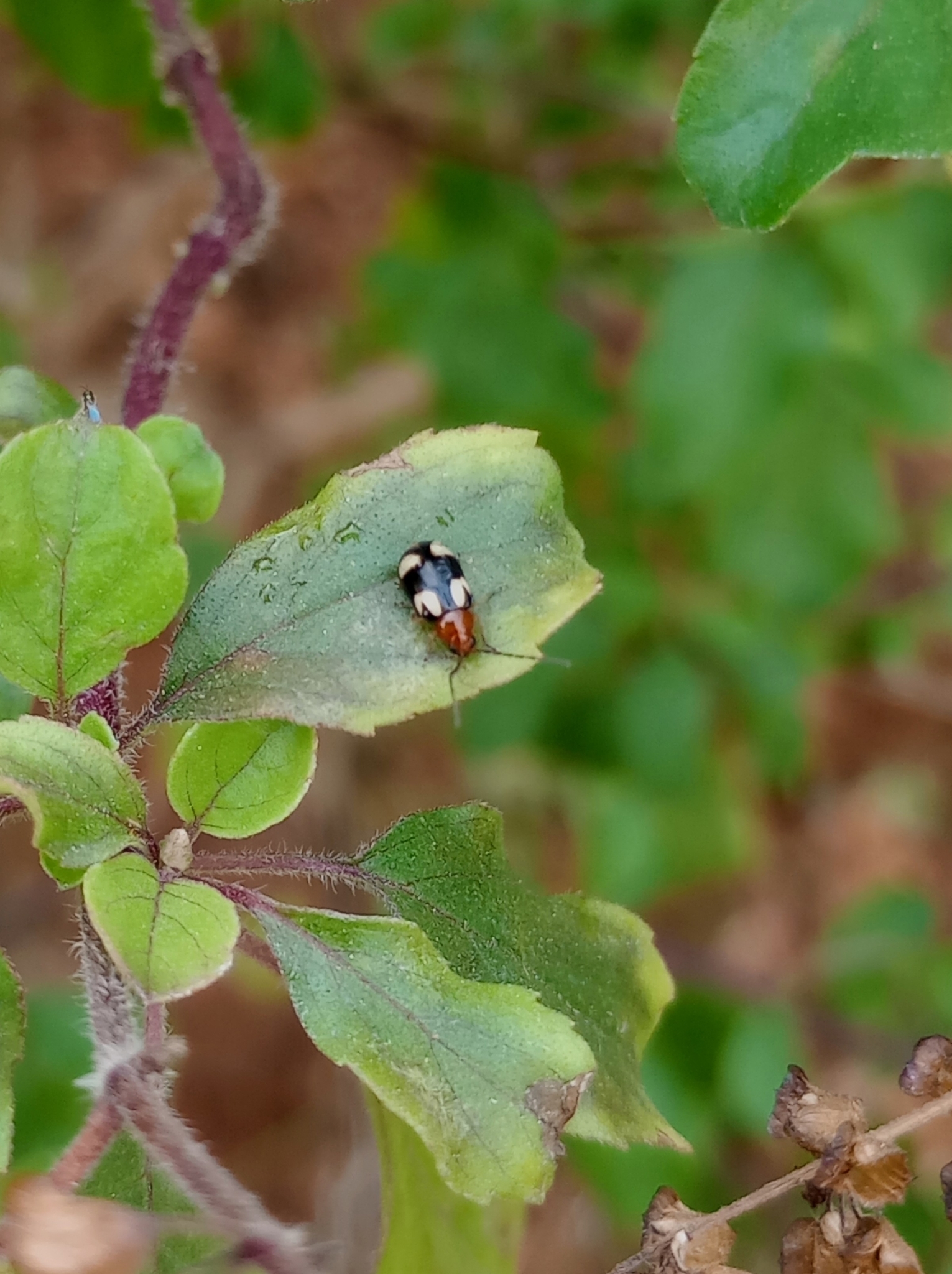 Monolepta signata (Olivier, 1808)
