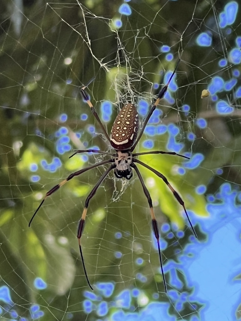 Golden Silk Spider from Saint Croix, Kingshill, United States Virgin ...