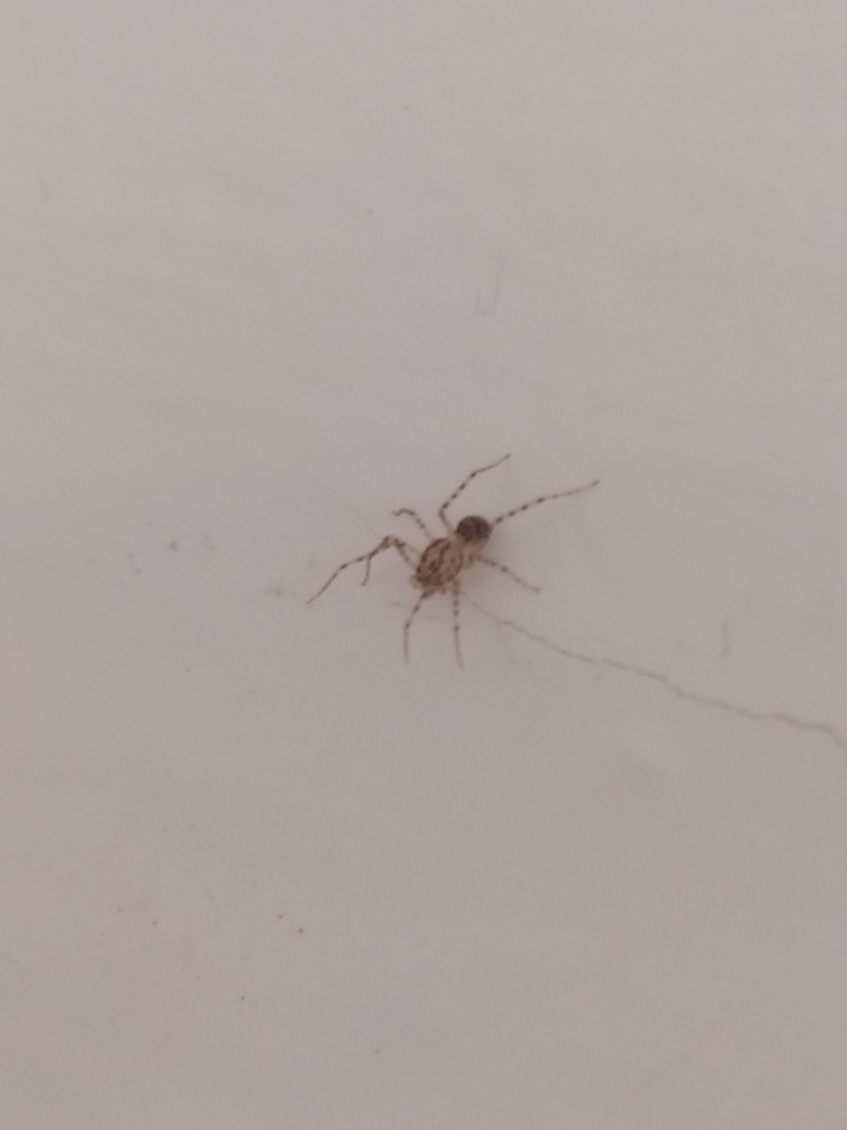 Common Spitting Spider from Valras-Plage, France on 19 February, 2022 ...