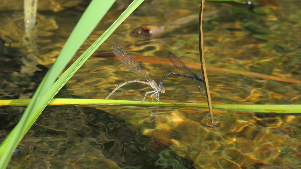 Violet Dancer from Lanark County, ON, Canada on July 6, 2021 at 03:34 ...