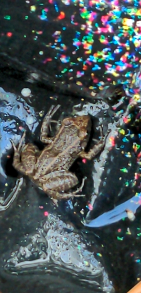 Greenhouse Frog from Loxahatchee, FL 33470, USA on February 22, 2022 by ...