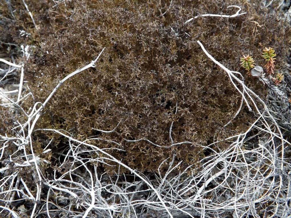 Iceland Lichen from Noglikskii, Sakhalin Oblast, Russia on June 10 ...