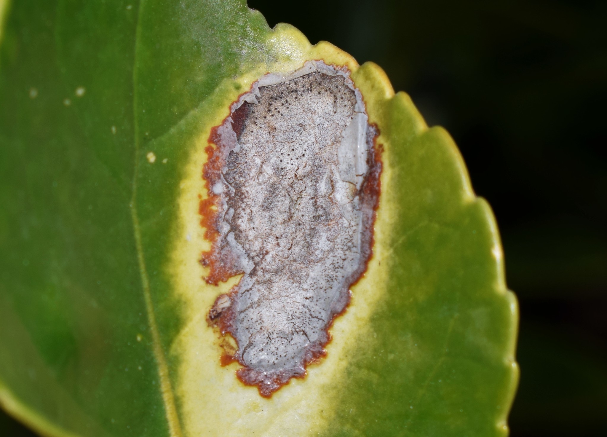 Colletotrichum gloeosporioides (Penz.) Penz. & Sacc.