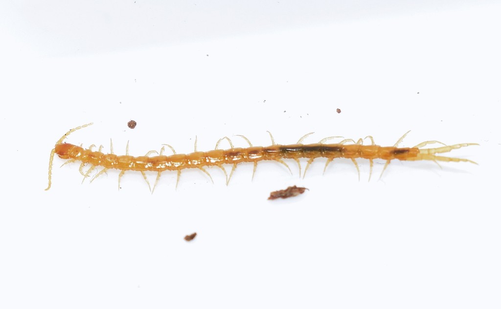 Cryptops anomalans from Βούλα, Ελλάδα on February 18, 2022 at 12:17 AM ...