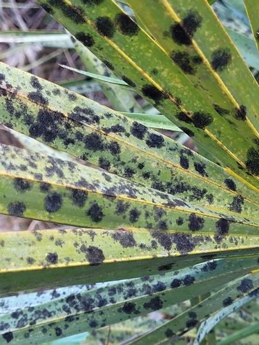 Meliola palmicola · NaturaLista Colombia