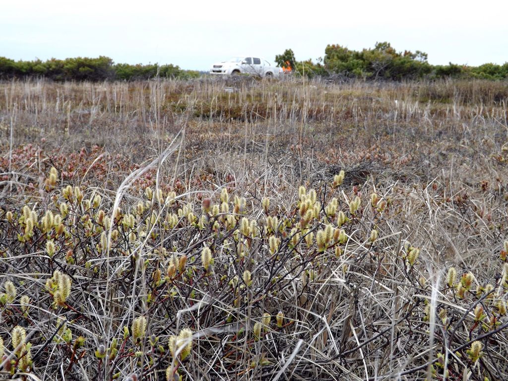 Alaska Bog Willow from Noglikskii, Sakhalin Oblast, Russia on June 10 ...