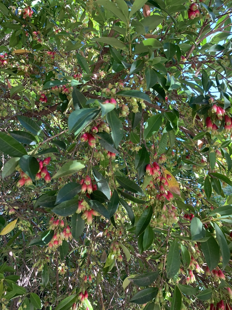 scrub cherry from Strand Road, Stellenbosch, WC, ZA on February 22 ...