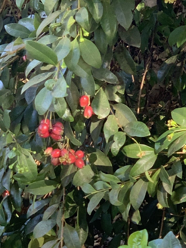 scrub cherry from Krigeville, Stellenbosch, WC, ZA on February 22, 2022 ...