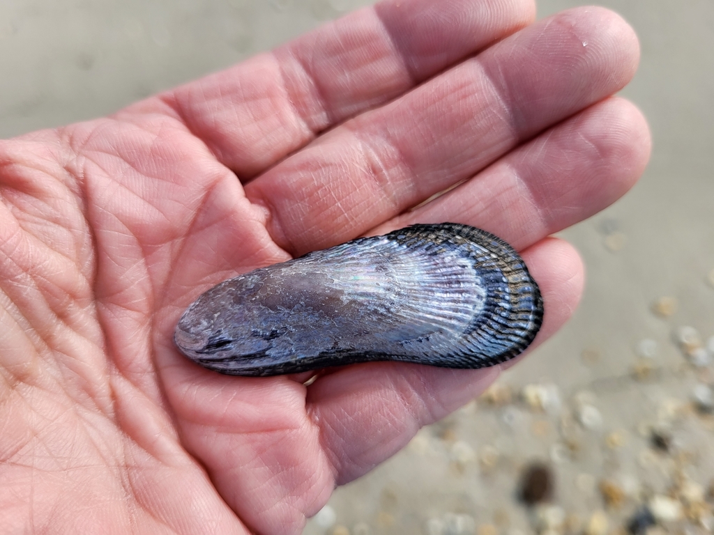 Atlantic Ribbed Mussel from Sussex County, DE, USA on February 22, 2022 ...