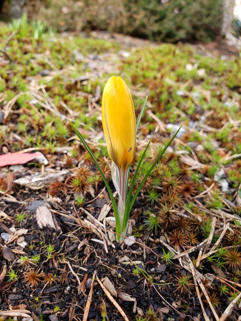Dutch Yellow Crocus from Seattle, WA 98188, USA on February 16, 2022 at ...