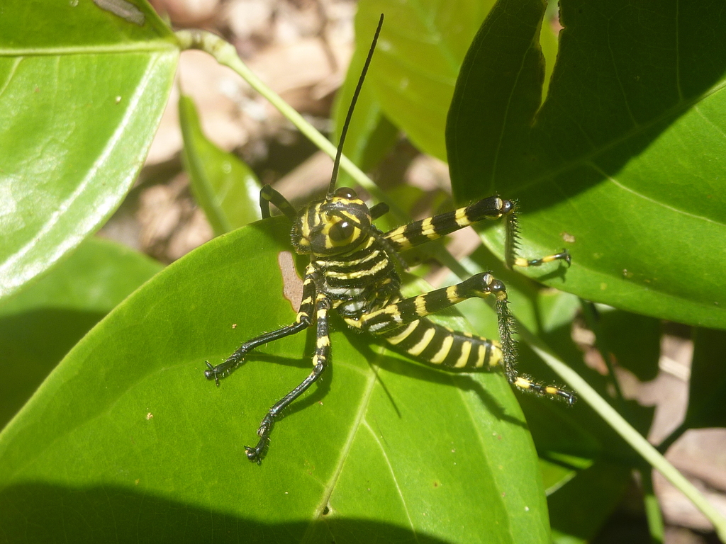 giant red-winged grasshopper from Lamas Province, Peru on September 23 ...