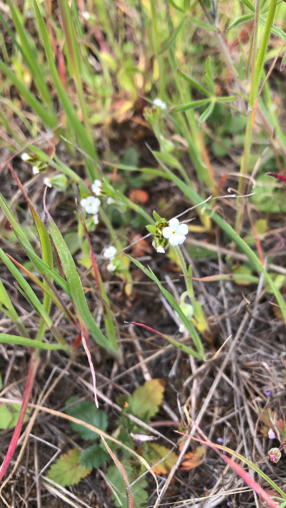Rusty Popcornflower from Los Banos on February 22, 2022 at 10:40 AM by ...