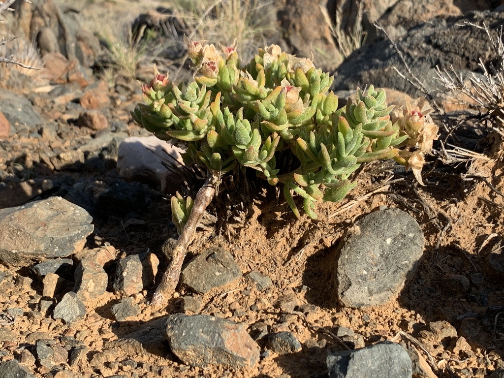 Namaqua Skeletonfig in February 2022 by Collette Hurt · iNaturalist