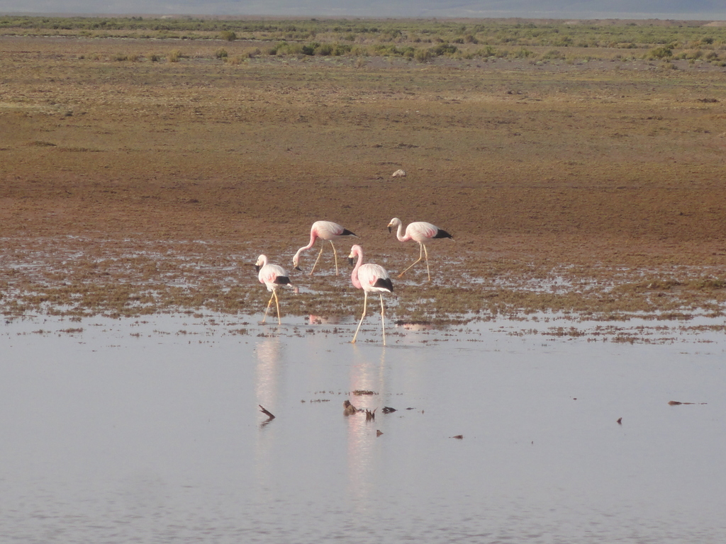 Andean Flamingo in February 2013 by gnormand · iNaturalist