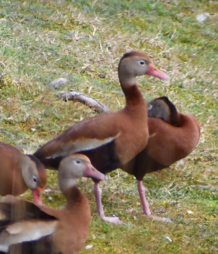 Black-bellied Whistling-Duck from Flour Bluff, Corpus Christi, TX 78418 ...