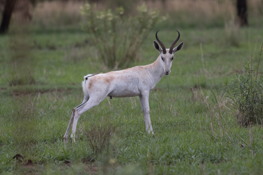 Springbok (Antidorcas marsupialis) - Know Your Mammals
