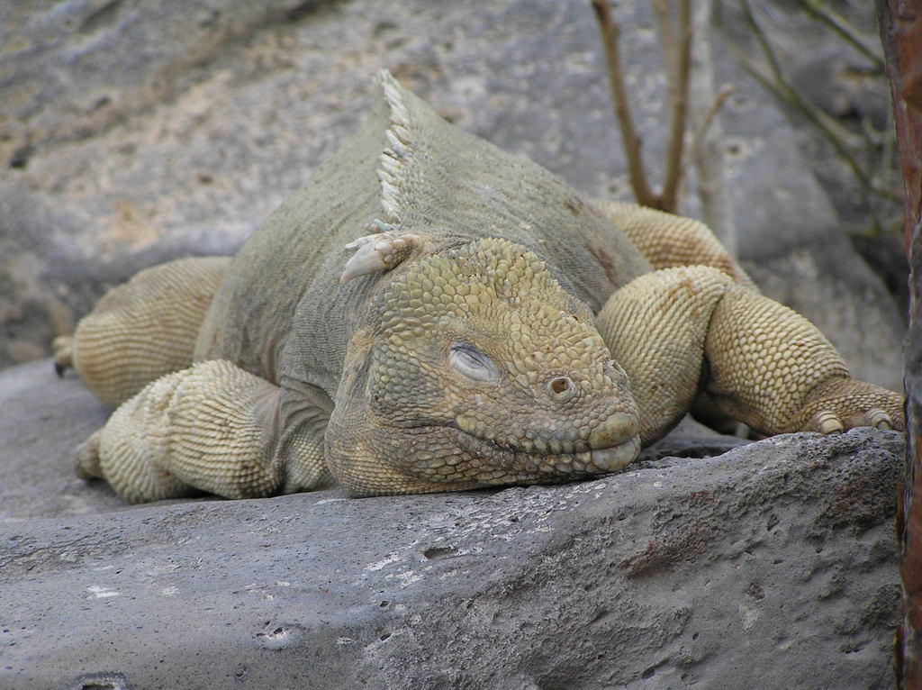 Santa Fe Land Iguana in October 2008 by mike_steinmann · iNaturalist