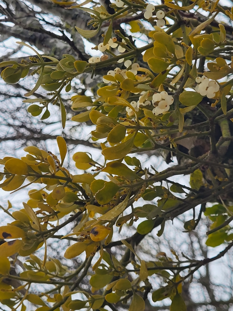 American Mistletoe from Taylor, TX 76574, USA on February 21, 2022 at ...