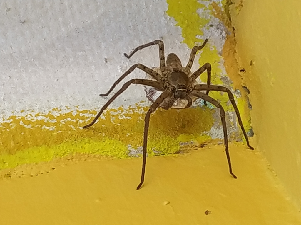 Pantropical Huntsman Spider from Santa Rita, CO-VD, CO on February 22 ...