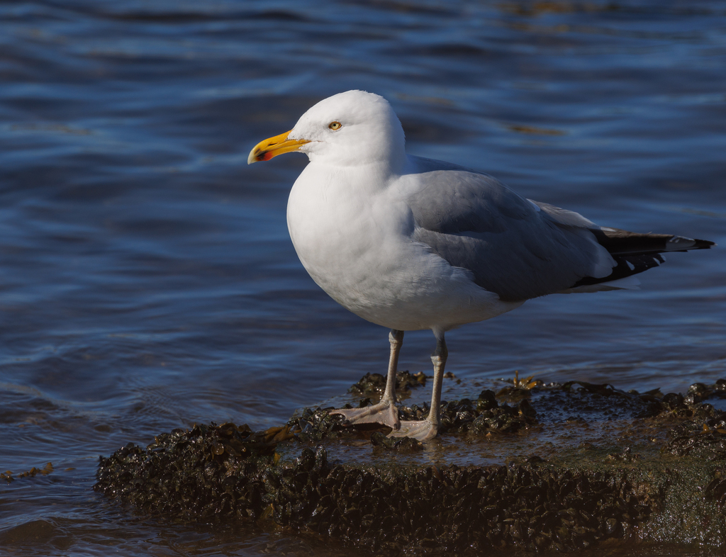 American Herring Gull from Manasquan, NJ, USA on February 20, 2022 at ...