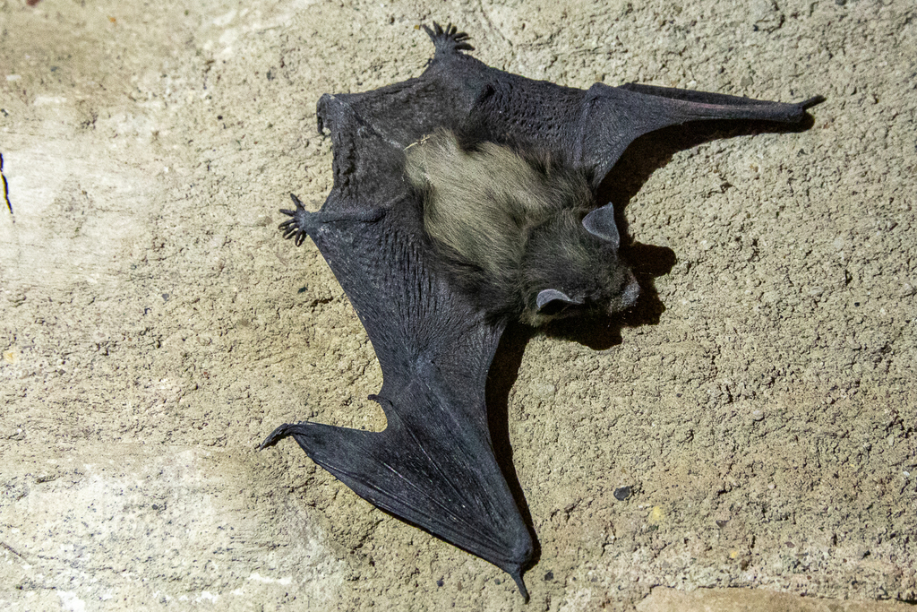 Evening Bats from Chieti, Abruzzo, Italy on July 30, 2021 at 11:31 PM ...